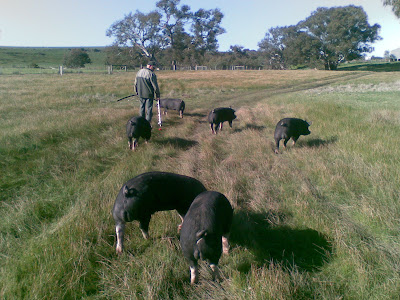 Greenvale Homestead: Herding Pigs